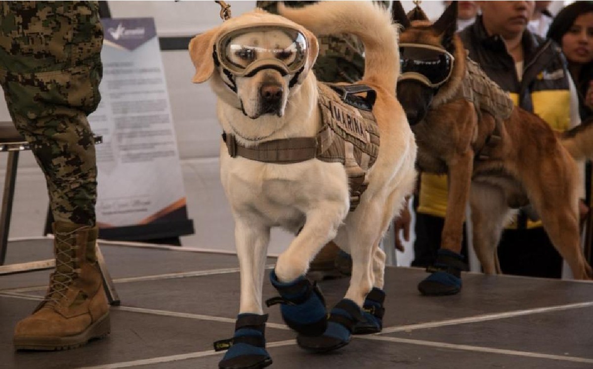 Reportan que Frida, la perrita rescatista está delicada de salud - Fama