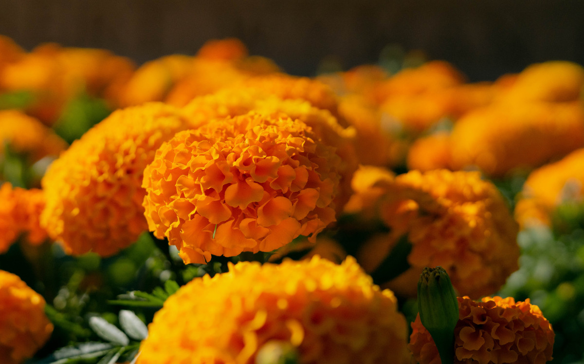 Té de flor de cempasúchil: para qué sirve y cómo preparar - Fama