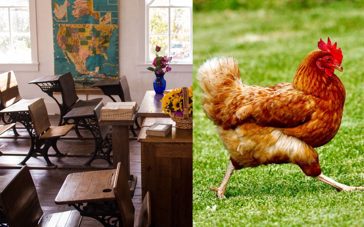 ¡Entendió mal! Niña se viraliza por llevar una gallina a la escuelaFama