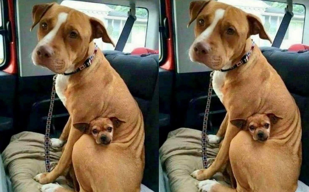 Perrito adoptado se niega a dejar refugió sin su mejor amigo - Fama