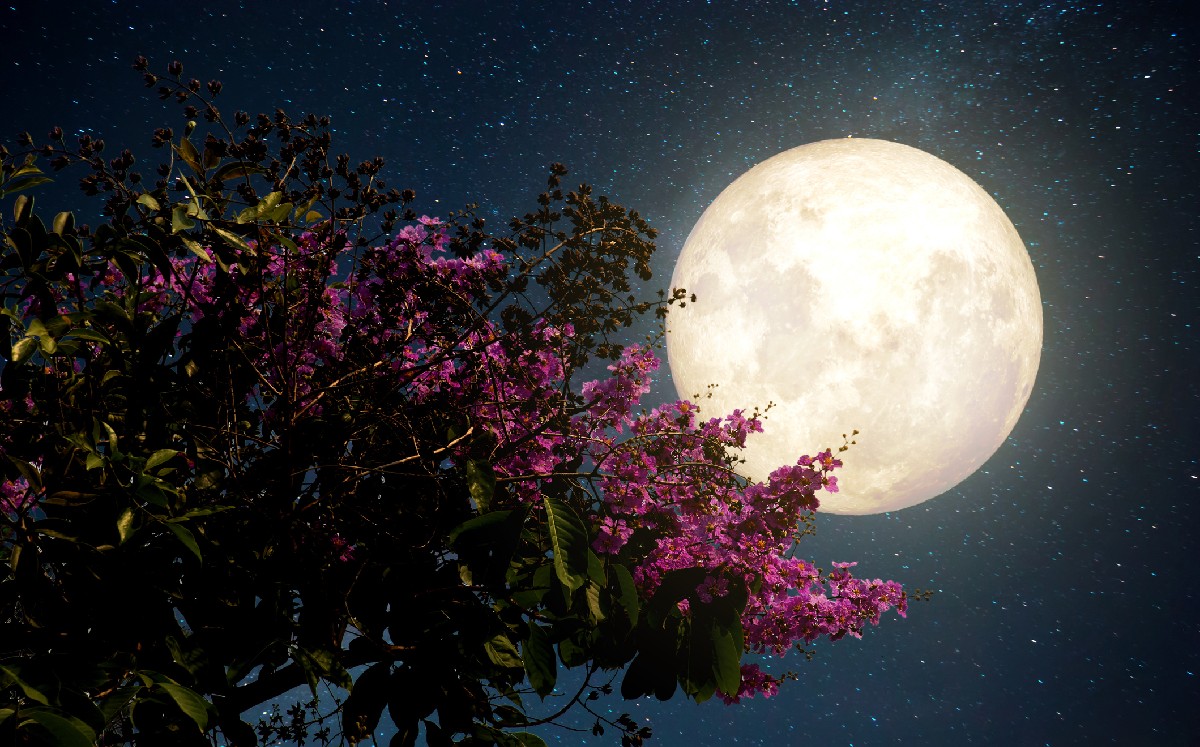 Luna Rosa De Abril 2023 Cuál Es Origen Y Qué Significa Fama