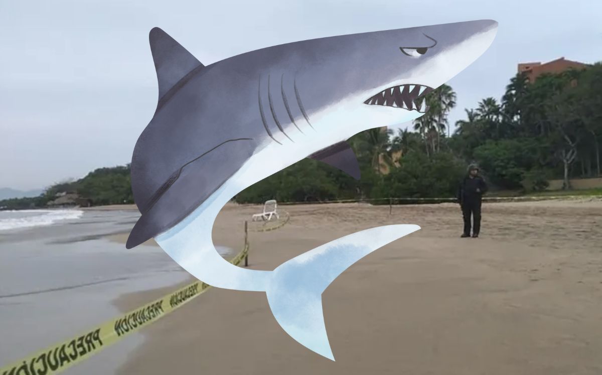 Se registra presunto nuevo ataque de tiburón en playas mexicanas - Fama
